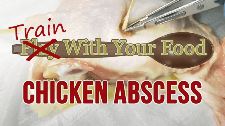 Train With Your Food: The Chicken Thigh Abscess I&D Trainer – Next ...
